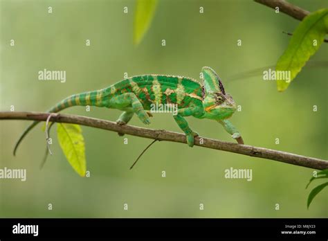 Colorful chameleon -Fotos und -Bildmaterial in hoher Auflösung – Alamy