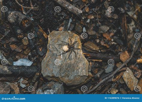 Brown Spider With Egg Sack On The Ground Of A Forest On Top Of Stock