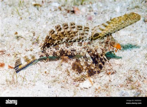 Fingered Dragonet Dactylopus Dactylopus A Marine Fish Widespread