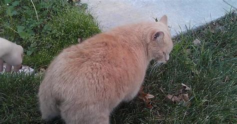 My Neighbors Cat Is Ginormously Fat And Has No Tail I Give You