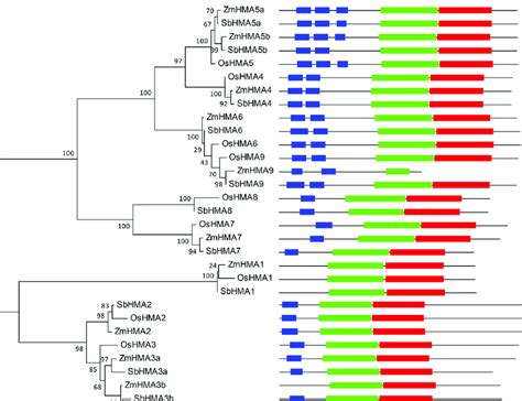 Phylogenetic Relationship And Functional Domains Of Protein Sequences