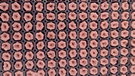 Hydroponic Broccoli Seed To Harvest Trials Zipgrow Inc