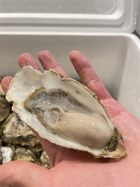 牡蠣の季節になってきました！！ 牡蠣処 Azumasi