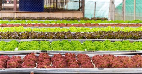 Best Hydroponic System For Vegetables A Comprehensive Guide