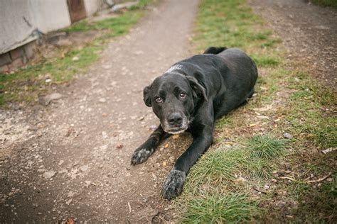 Signs And Treatment Of Canine Hip Dysplasia In Mishawaka In