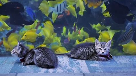 Ne To Nije Uvek Znak Da Su Srećne Zašto Vaša Mačka Prede Ljubimci