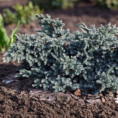 Blue Star Singleseed Juniper Jardineries Botanix