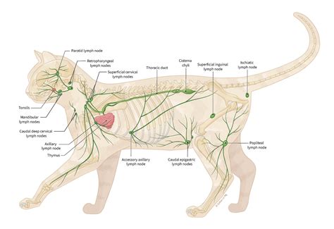 What Are Lymph Nodes In Lymphatic System