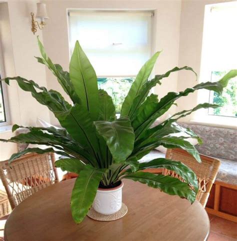 Birds Nest Fern Asplenium Nidus Guide Our House Plants