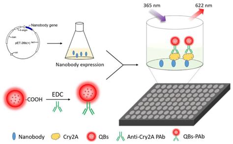 Quantum Dot Bead Based Fluorescence Linked Immunosorbent Assay For Sensitive Detection Of Cry2a