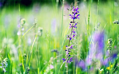 Fondos De Pantalla Plantas Flores 2880x1800 Mahesh280188 1144116
