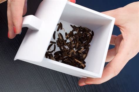 집에서 키우는 파리 구더기 배양기 미래 단백질 식량 인스티즈 Instiz 이슈 카테고리