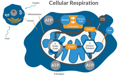 How Does Glucose Break Down In Cellular Respiration N