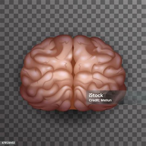 人類的大腦現實 3d 海報透明背景圖示範本樣機設計向量圖向量圖形及更多人圖片 人 人的頭部 人腦 Istock