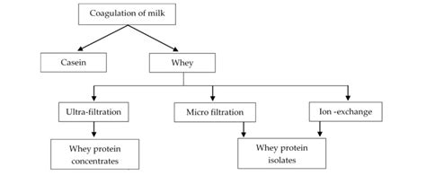 Casein Vs Whey Which Protein Powder Is Right For You Strengthlog