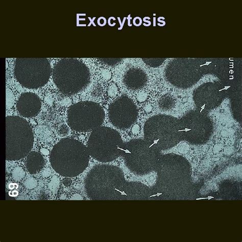 Cytology Cell Fractionation Cytology Microscopy Cytology
