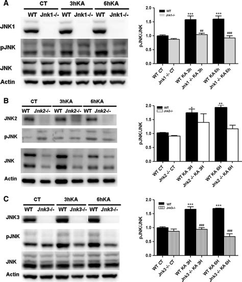 P Jnk And Total Jnk Protein Levels Of Jnk Ko And Wt Treated Mice
