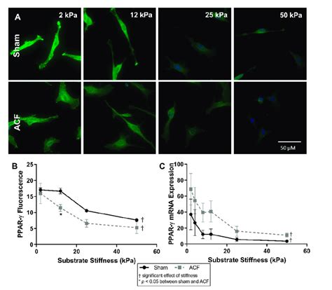 A Ppar γ Fluorescence Green With Dapi Nuclear Counterstain Blue