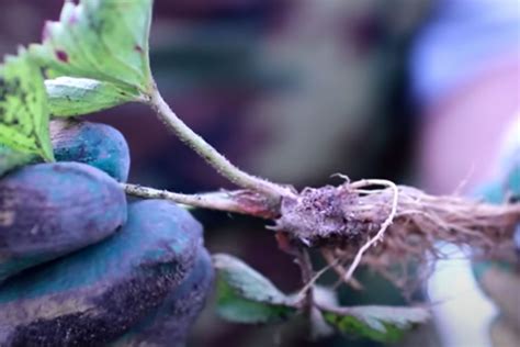 Як правильно садити полуницю восени для хорошого врожаю