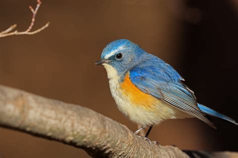 野鳥撮影 自然写真家 新井幸人の世界へ