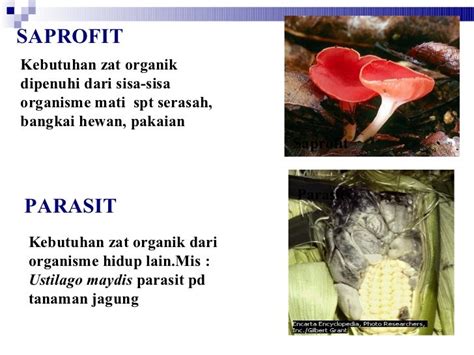 Gambar Bab 5 Jamur Struktur Gambar Fungsinya Di Rebanas Rebanas