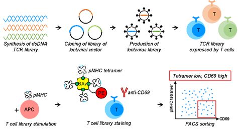 Science︱赵祥等揭示逆锁键工程可以调节t细胞受体的信号强度且不引入脱靶毒性，有望应用于tcr T肿瘤免疫细胞治疗 知乎