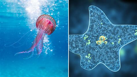 How To Deal With Jellyfish Stings Sea Lice And More Triathlete