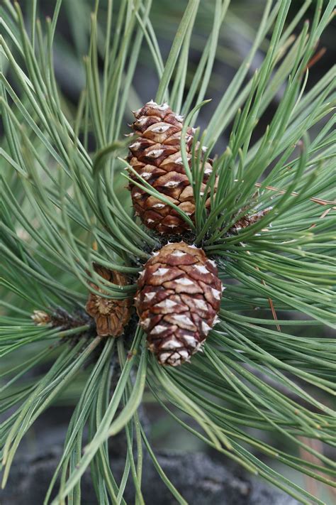 Pinus Ponderosa Var Scopulorum Ponderosa Pine Recommended Plant