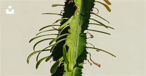 細長い葉を持つ大きな緑の植物の写真 Unsplashの無料写真