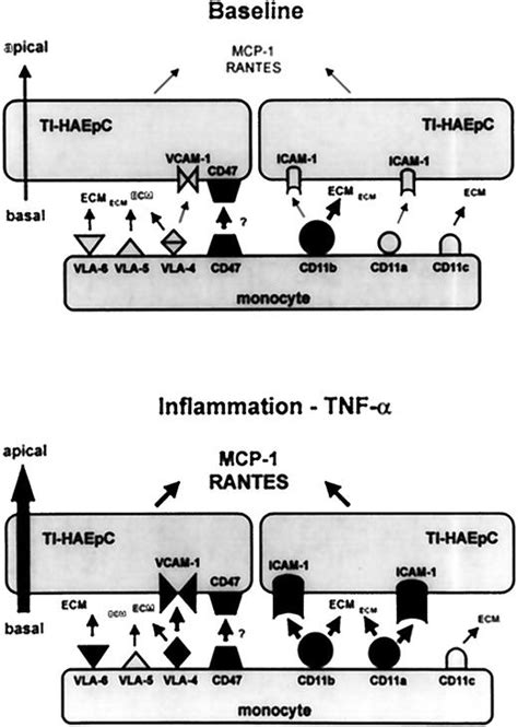 Monocyte Migration Through The Alveolar Epithelial Barrier Adhesion