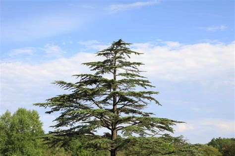 12 Cedar Tree Species For Your Yard