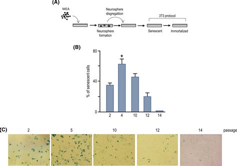 Cell Line Immortalization At Claire Grissom Blog