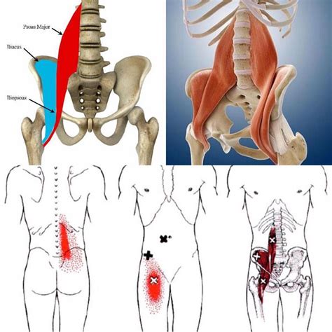 Pelvic Floor Muscle Spasm Causes Kitchencor
