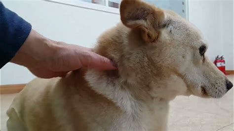 휴일에 개장에서 벗어나 사무실에서 혼자 밥 먹고 여유를 즐기는 공장 진돗개 Youtube