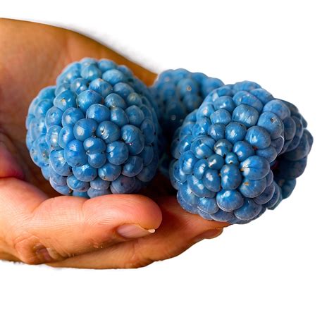 Download Sweet Blue Raspberry Bliss Png 06212024