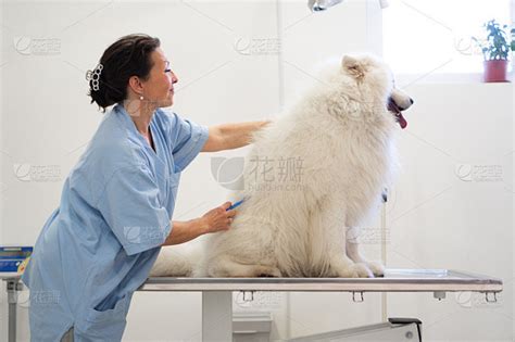 狗在兽医诊所