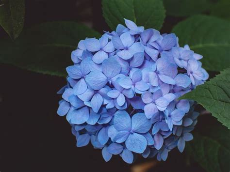 Popular Hydrangea Flower Arrangement