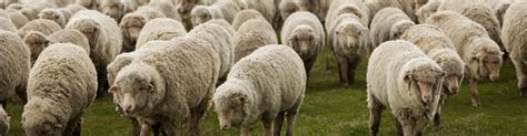 Rws Certificate From Wool To Apparel