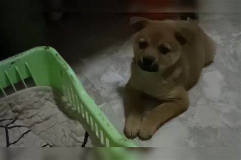 现在的狗子都这么有个性的麽，说几句就顶嘴，吵不赢就无视我哈哈个性