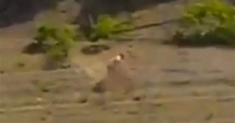 Video Shows Couple Having Sex In Public Get Surprised In The Most