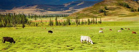 Cattle Wallpapers Wallpaper Cave