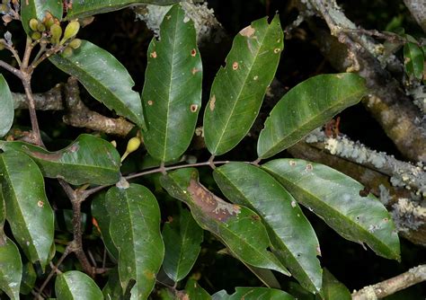 Anthonotha Noldeae Fabaceae