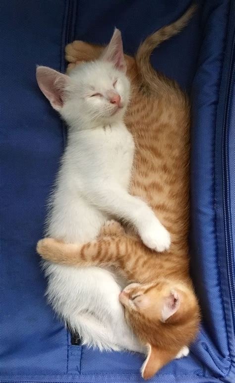 Cuddle Buddies White And Ginger Kitten Brothers