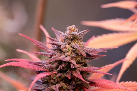 Cannabis Leaves And Their Colors Alchimia Grow Shop