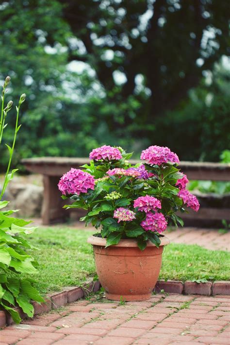 Small Landscape Shrubs For Landscaping