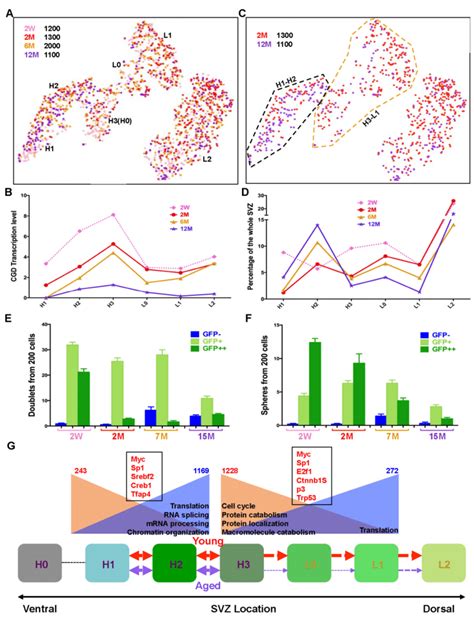 Aging Quiescent Neural Stem Cells Exhibit Deficiency In Transition To