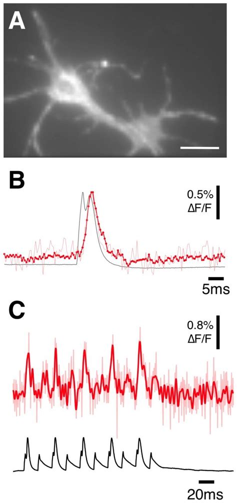 A Wide Field Image Of An In Vitro Hippocampal Neuron Expressing Download Scientific Diagram