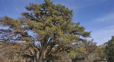 How Long Do Juniper Trees Live Average Lifespan Embracegardening