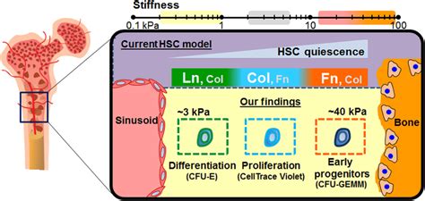 Biophysical Explanation For Niche Mediated Regulation Of HSC Fate