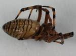 横纹金蛛 Argiope bruennichi 专题库 国家动物标本资源共享平台